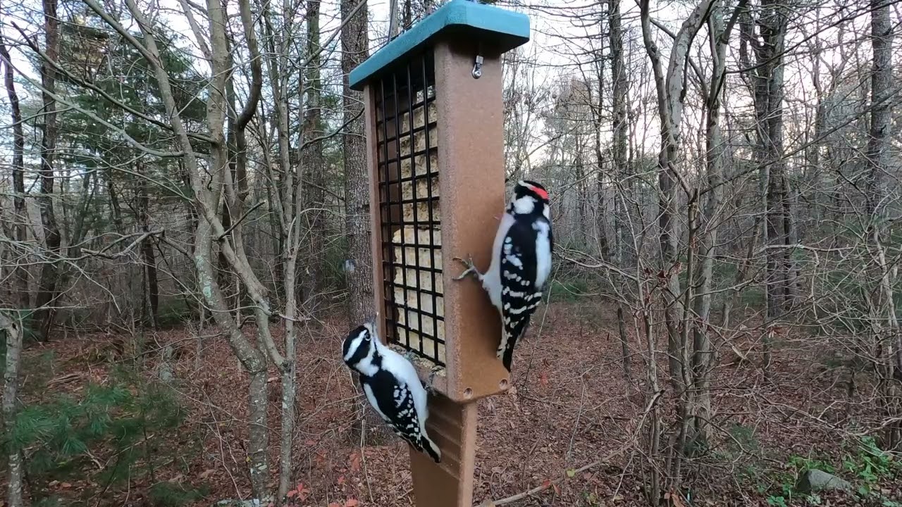 Extended Tail Prop Suet Feeder