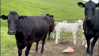 Cattle for Sale & Wanted | Border Livestock Exchange