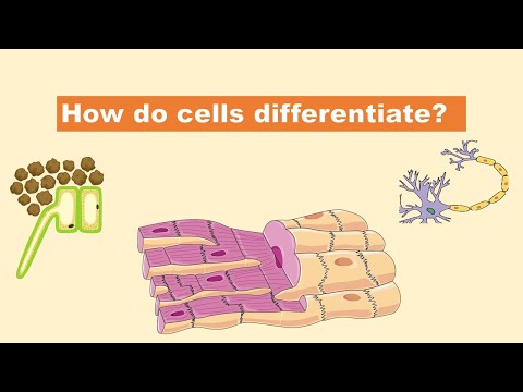 Cell Differentiation I Cell Specialization I How do cells differentiate ?