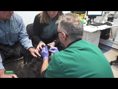 Dermatology Overview