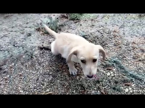 Paralyzed Puppy Was Found All Alone in a Cemetery But Never Stopped Believing in People