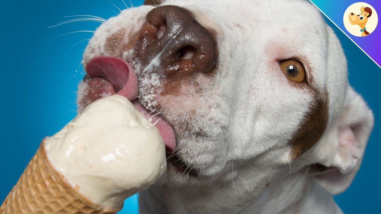 Make your own dog ice cream! (The BEST recipes - quick & easy)
