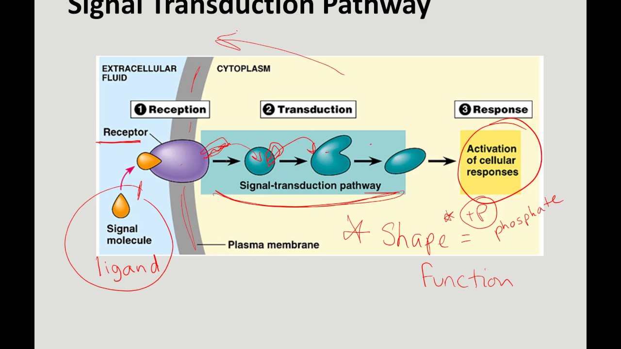 Chapter 23 ppt for video lecture