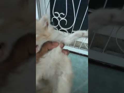Kitten crying calling her mom