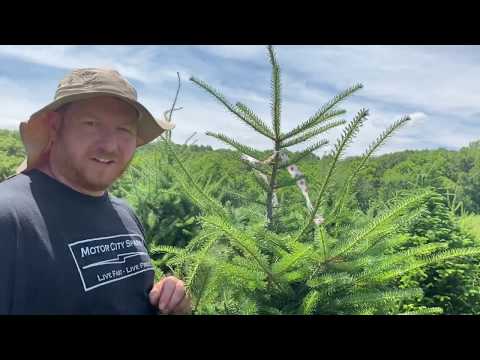 The Flagged Canaan Fir