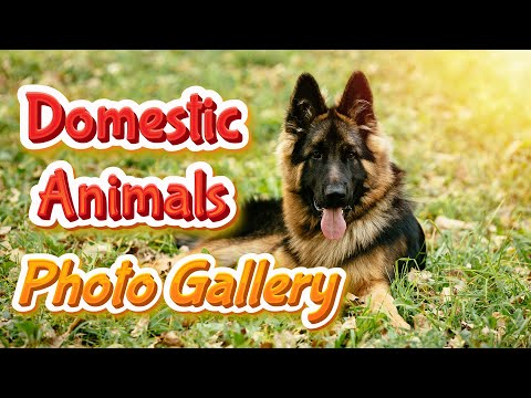 Domestic Animals Photo Gallery | Free HD Photos Collection | Yash Arts