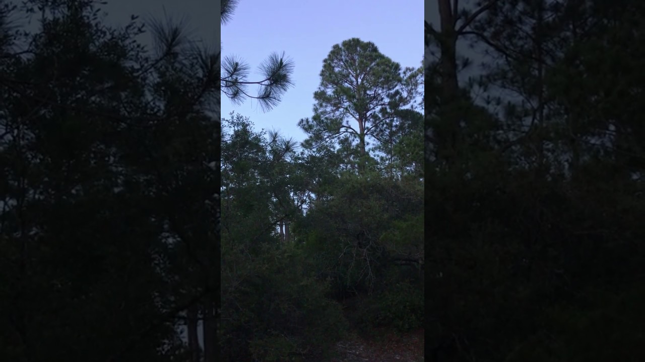 Chuck-will's-widow calling