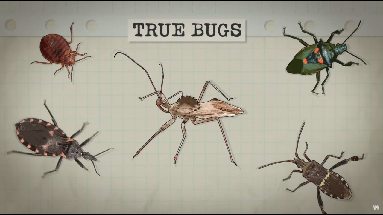 What Makes a Bug a True Bug?
