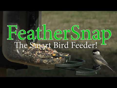 FeatherSnap Smart Bird Feeder November Visits 2024 | #feathersnap