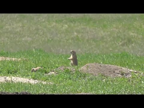 Plague detected in Badlands-Conata ecosystem, risk to humans low