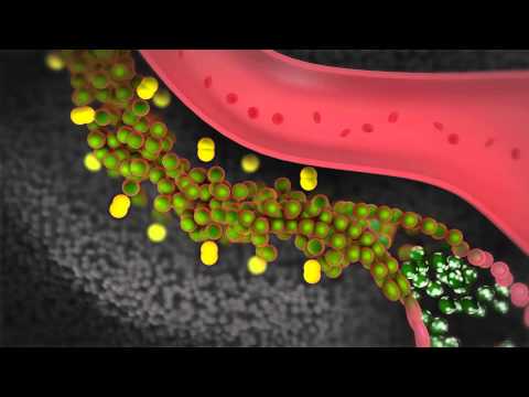 Heart Generation via Self-Renewing Cardiac Progenitor Cells