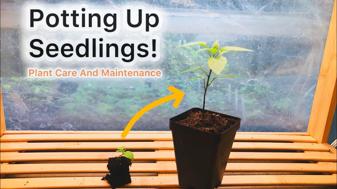 How To Properly Pot Up Seedlings! Transplanting Into Larger Containers!