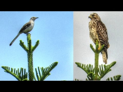 Cook Pine Trees Make Great Bird Perches