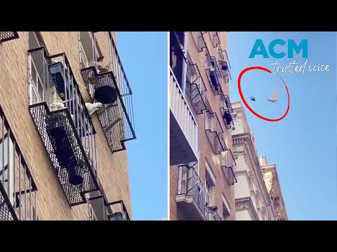Chaotic Cocky: Bird drops flower pots on passersby