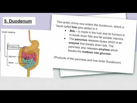 pigs digestive system SD 480p