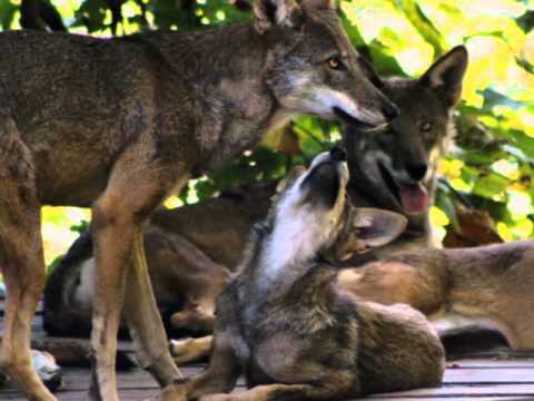Growing Up Wolf Pup - A Year in Review
