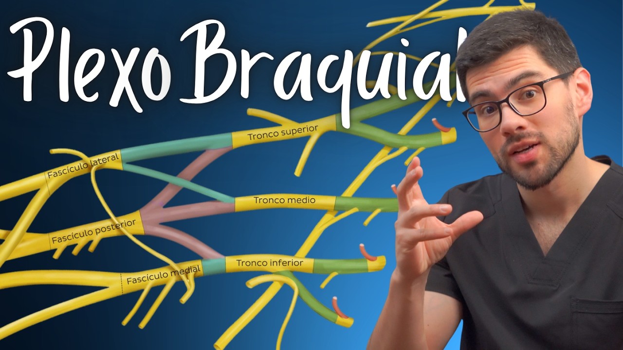 La Anatomía del Plexo Braquial
