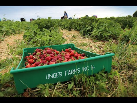 Hood Strawberries from Unger Farms