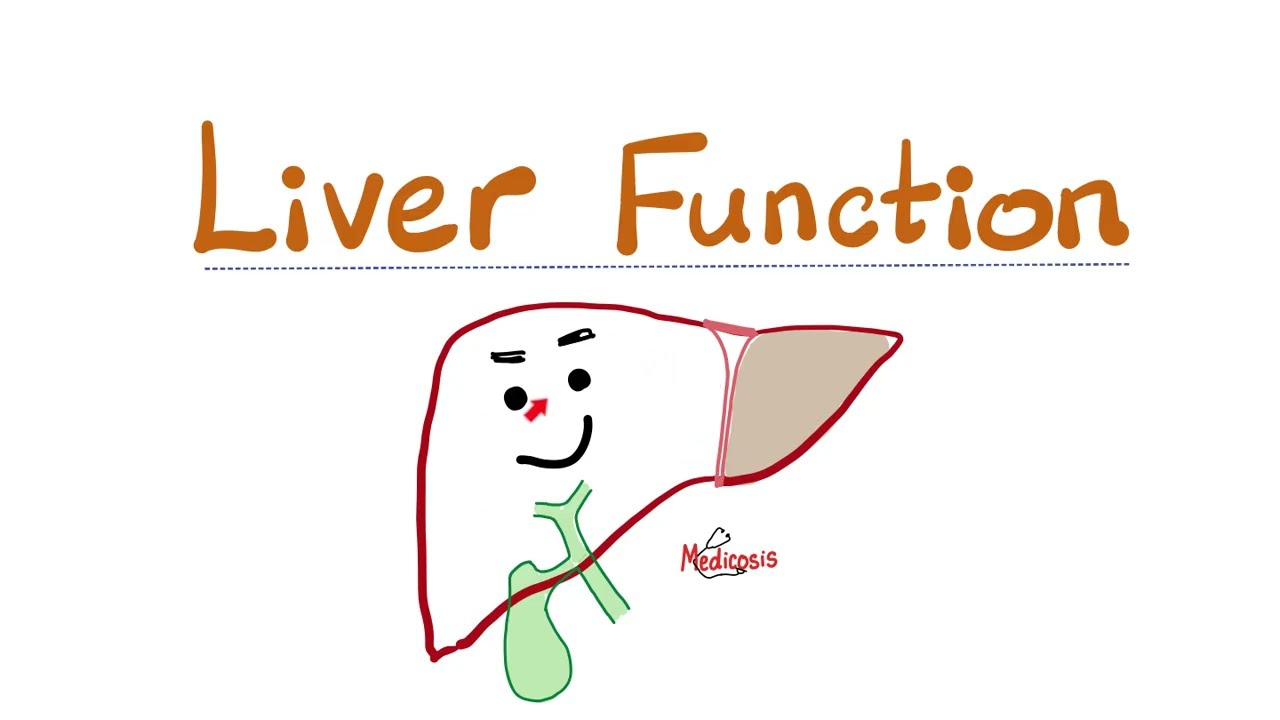 Liver Functions - The Most Underrated Organ! - Liver Function Test (LFTs)