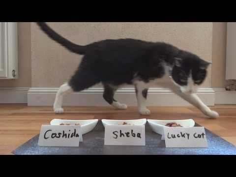 Lucky - the Cat testet Katzenfutter!
