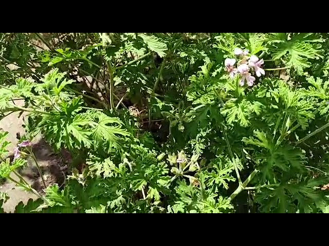 Itır Çiçeği: Hazımsızlık, Enfeksiyon, Halsizliğe Deva! - Nefis Yemek ...