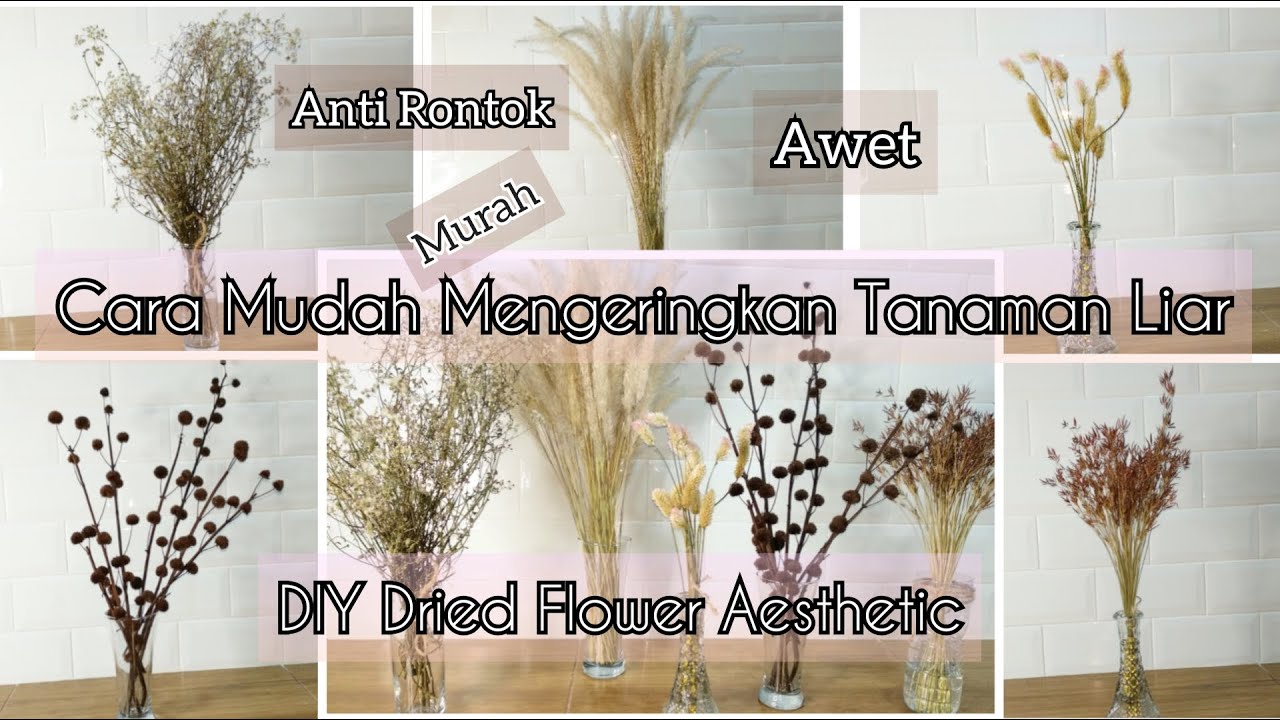 Cara mengeringkan bunga | DIY bunga kering dari tanaman liar sekitar rumah