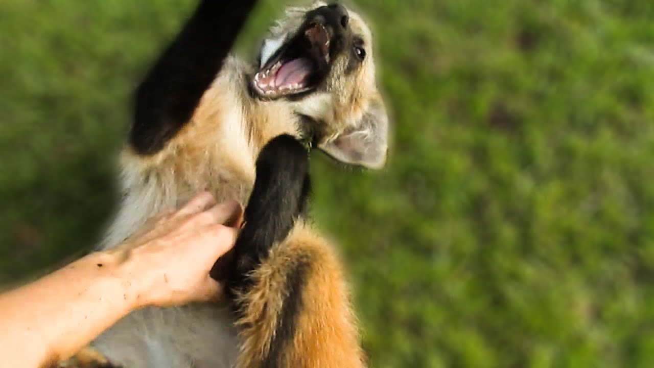 Playing with a rescued Maned Wolf pup