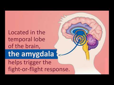 Awesome Information About the Location and Functions of the Amygdala