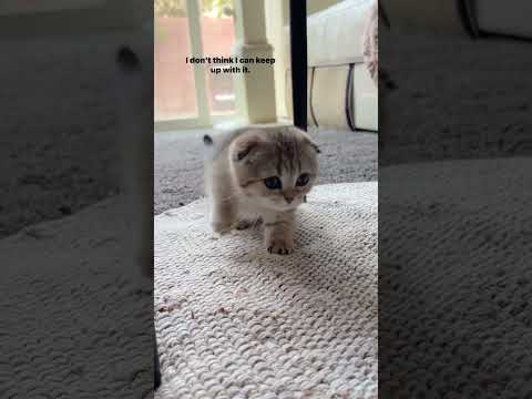Munchkin kitten making biscuits!