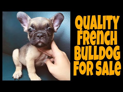Quality Female French Bulldog For Sale