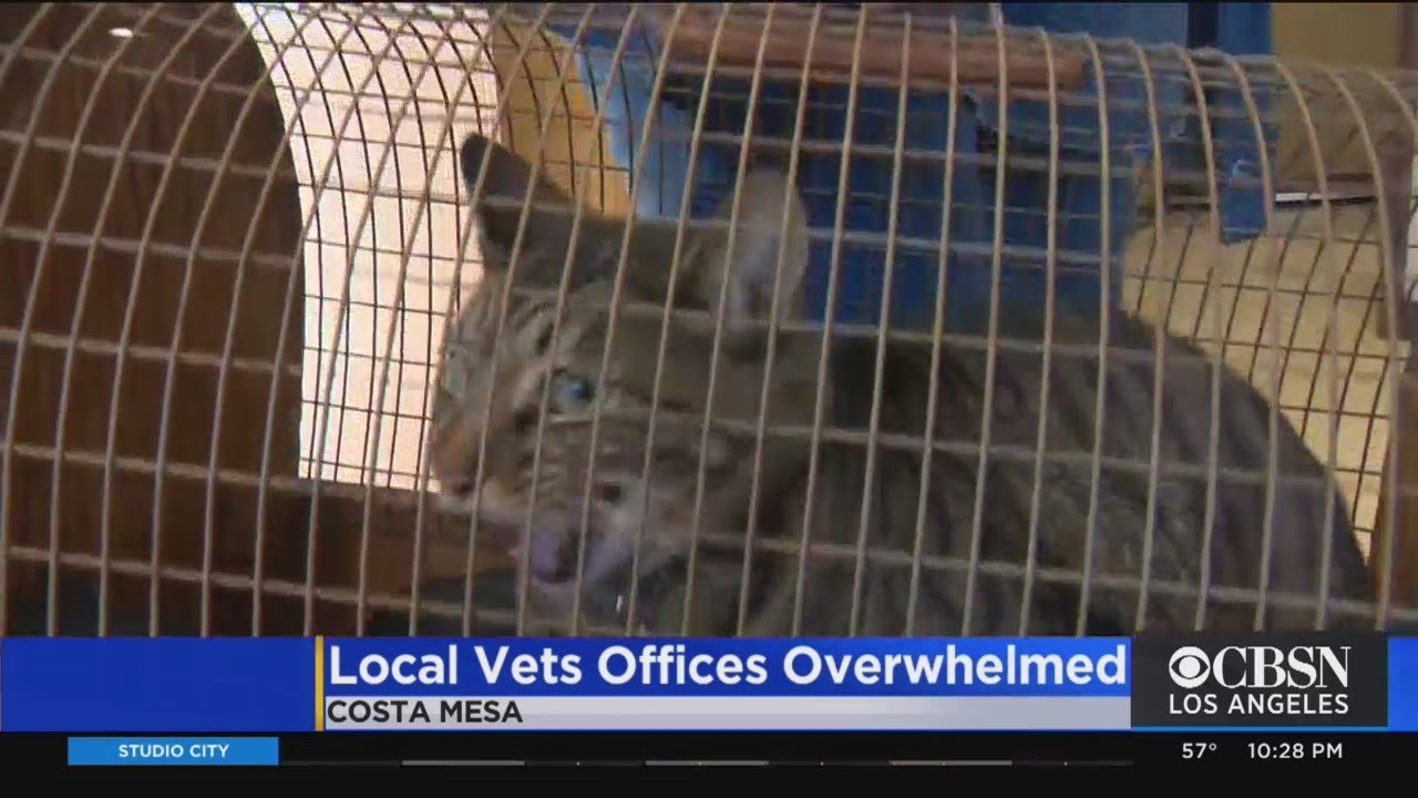 LA Animal Hospital Alerts Public Of Overload In Emergency Vet Services