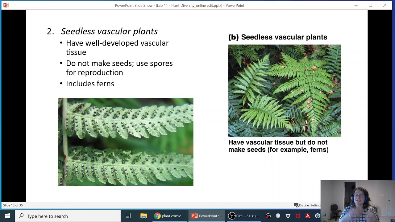 Lab 11: Plant Diversity