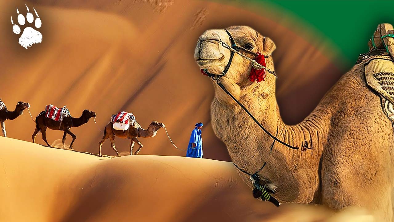 DROMADAIRE 🐪 : Portrait du Champion du Désert 😎🏆 - Documentaire animalier - AMP