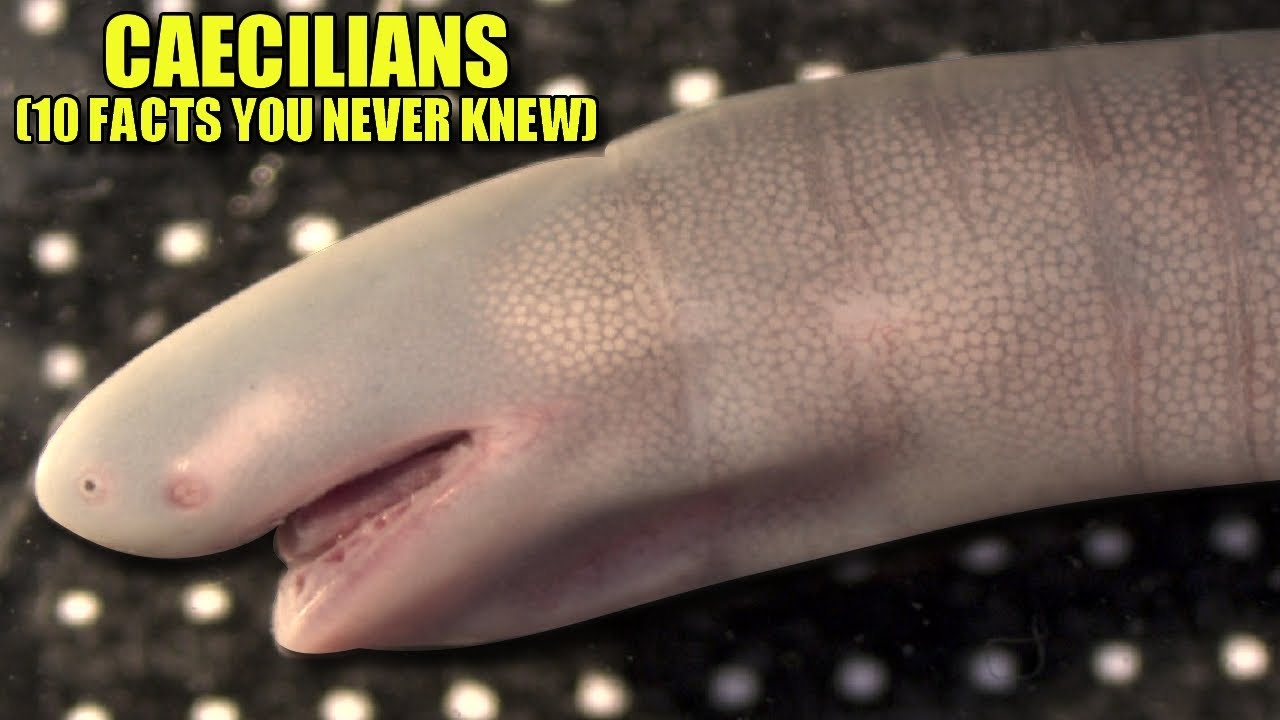 Caecilian 🐛 (10 FACTS You NEVER KNEW)