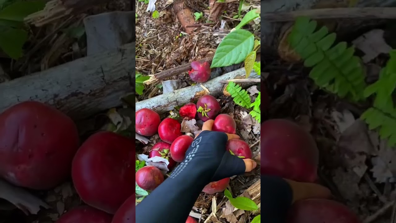 Harvesting the Bountiful Red Sapote: A Seasonal Delight | Galaxy.ai