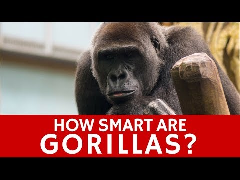 These 8 Animals Make and Use Tools Just Like We Do