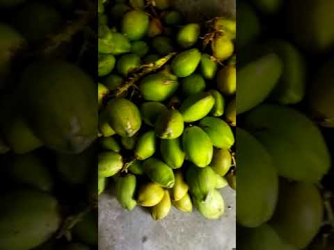 Tender Coconut - Wholesale Price & Mandi Rate for Green Coconut in India