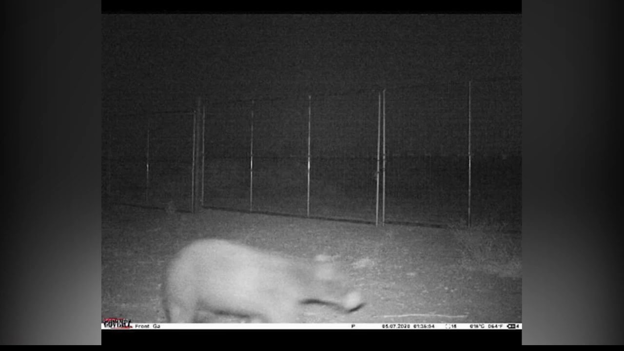 Black bear sighting in Zapata County excites wildlife experts