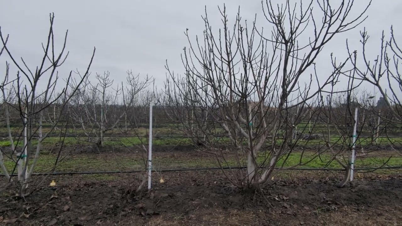 Tree Spacing Discussion - PLEASE Read Video Description
