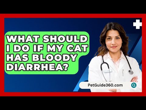 What Should I Do If My Cat Has Bloody Diarrhea? - PetGuide360.com
