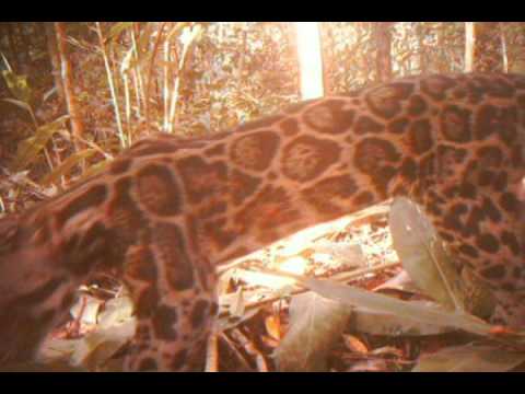 Sumatran clouded leopard video, a first | Dear Kitty. Some blog