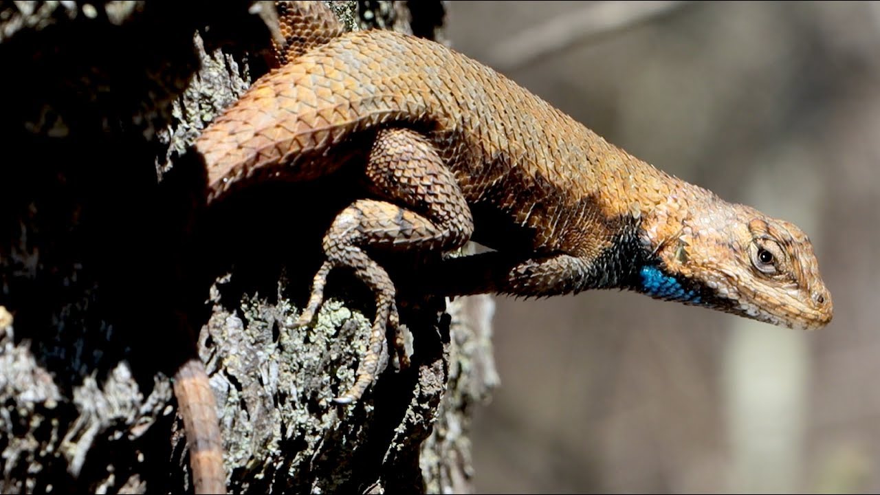 Fence Lizards Are The Best!