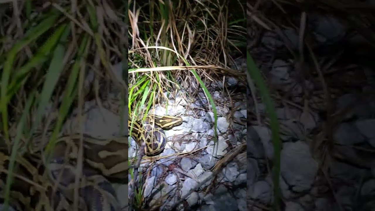 Catching A Burmese Python In The Florida Everglades