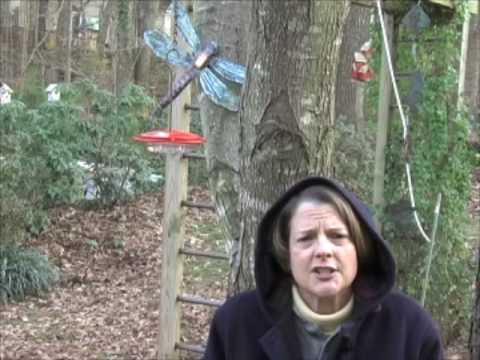Hummingbird Banding