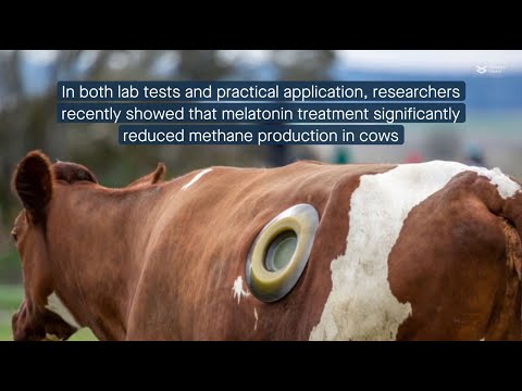Melatonin: A potential tool for low-carbon dairy farming