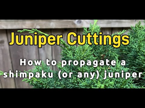 Juniper Propagation from cuttings
