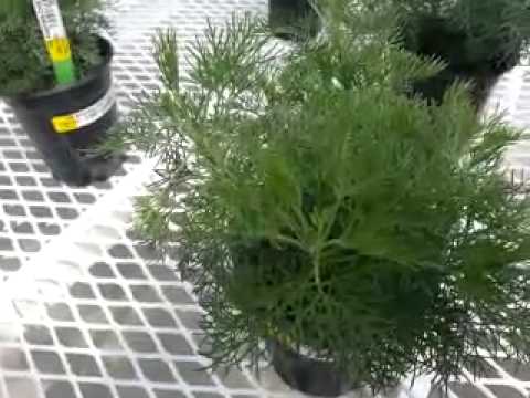 New Herb Varieties