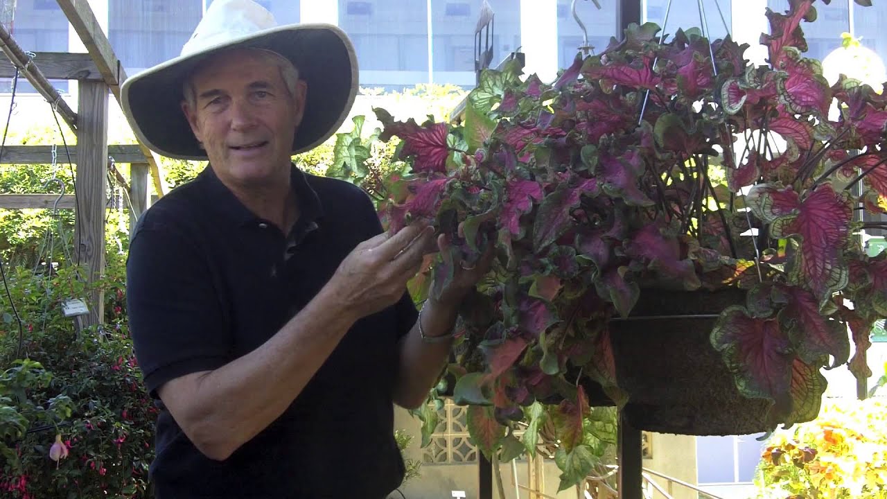 Dr. A on Classic Caladiums