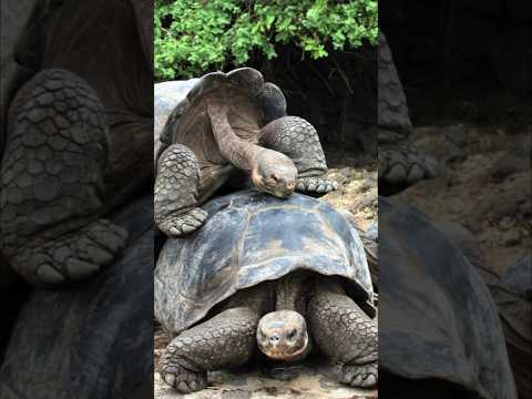 Galapagos Tortoise🐢 | 177 Years, Really That Old? #shorts