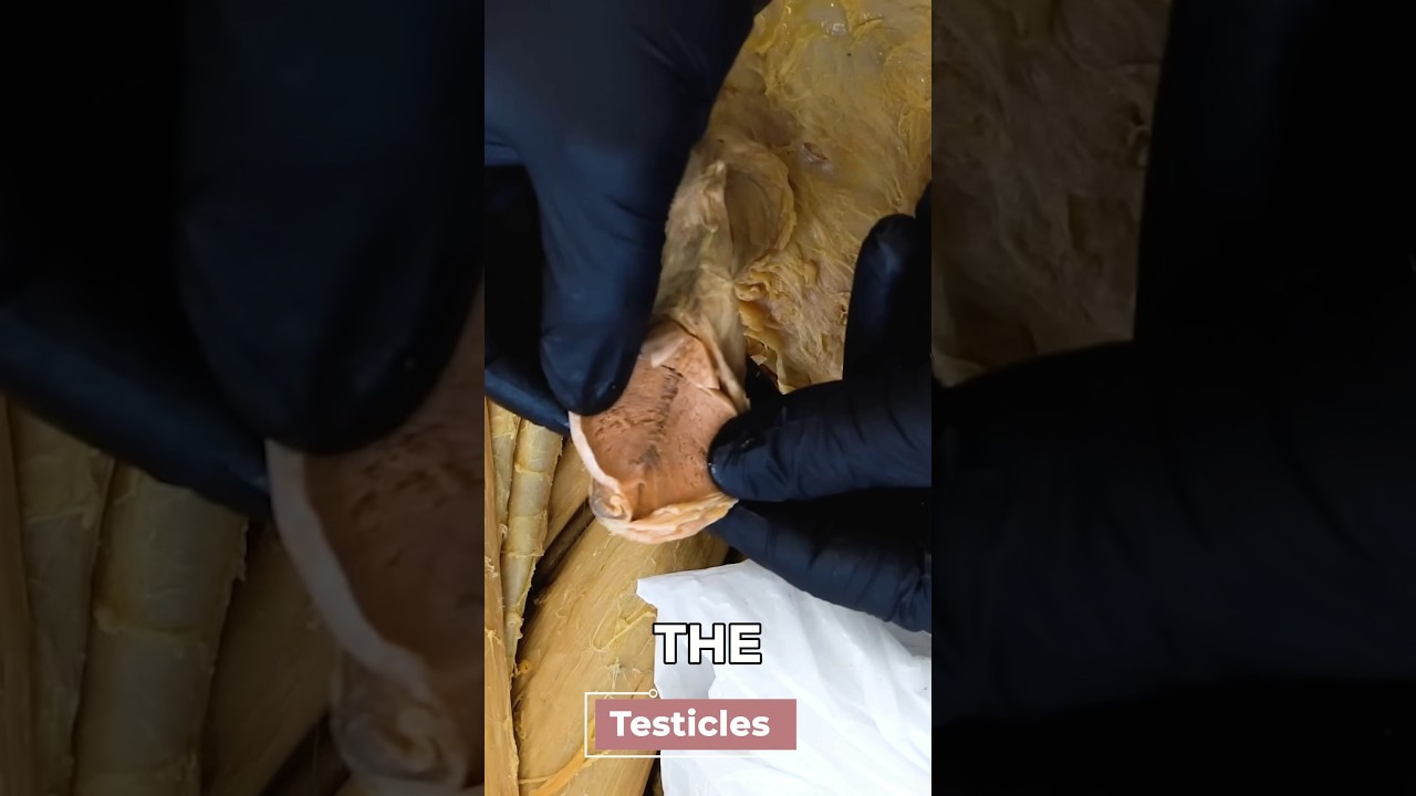 How the Testes Make it to the Scrotum